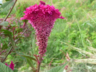 Trinidad and Tobago: Flora and Fauna