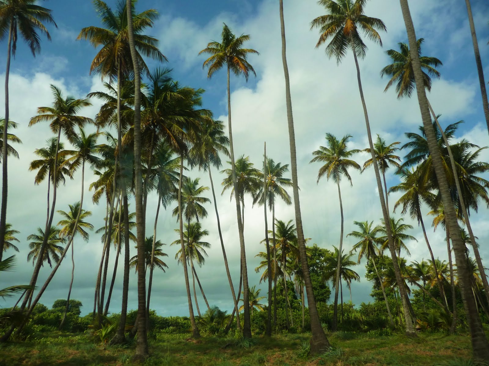 Trinidad and Tobago: Nariva Swamp