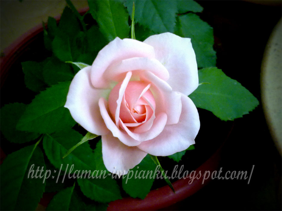 laman impianku...: BUNGA ROS