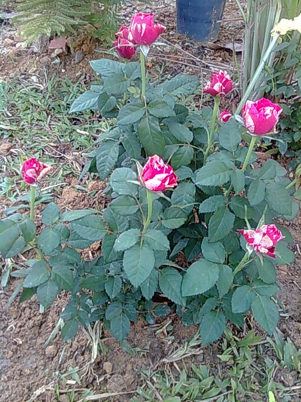 MEMEYmia: Penjagaan Mawar Berduri Wangi Berseri