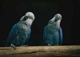 Ararinha azul (Cyanopsitta spixii) ~ CALDEIRÃO DO MUNDO ANIMAL ...