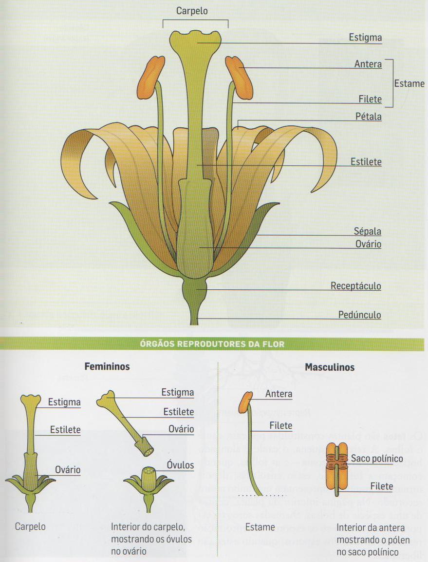 CANTINHO DA CIÊNCIA: FLORES