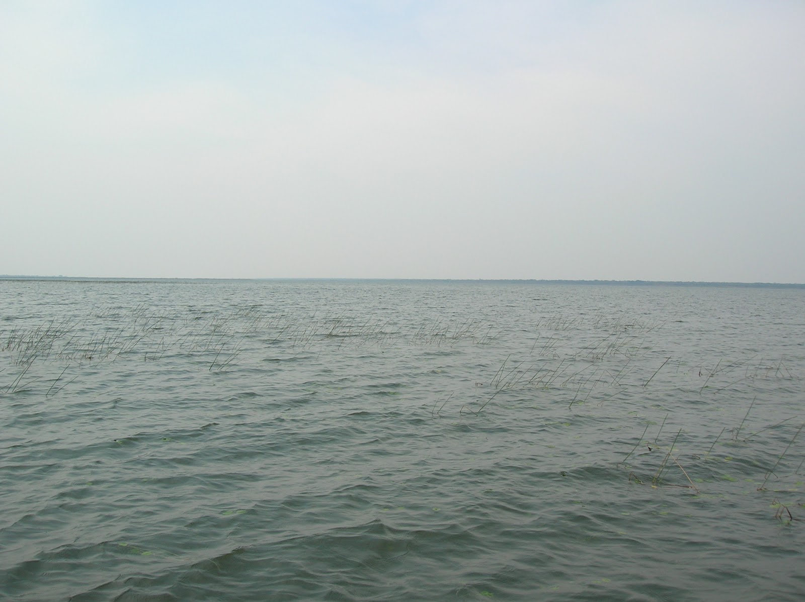 Mamul_katula_ucb_virtual