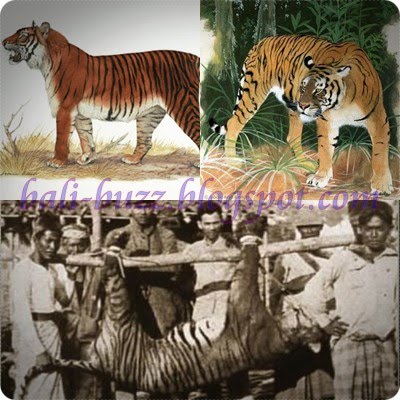 Bali and Business: Panthera tigris balica, The Bali Tiger