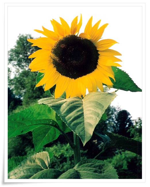 Rosesana's Sunflower: The American Giant Sunflower