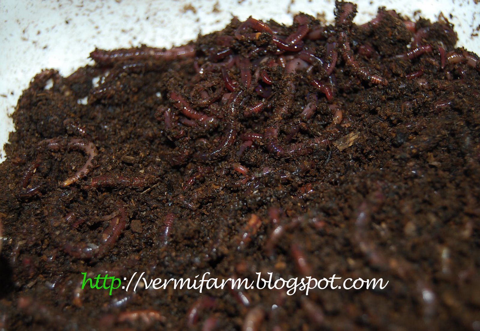 VERMI FARM: Perniagaan Cacing yang Menguntungkan!!