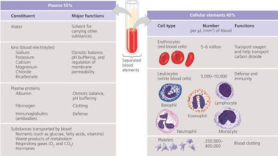 Rozaini Othman (Guru Cemerlang Biologi): The composition of mammalian blood