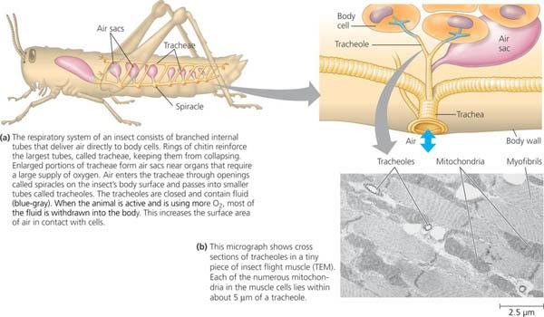 Trachea In Insects