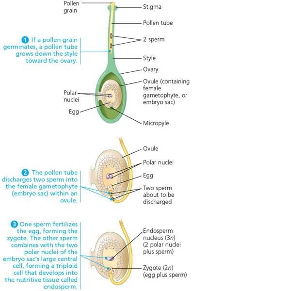 nukilan rasa from the beginner: double fertilisation
