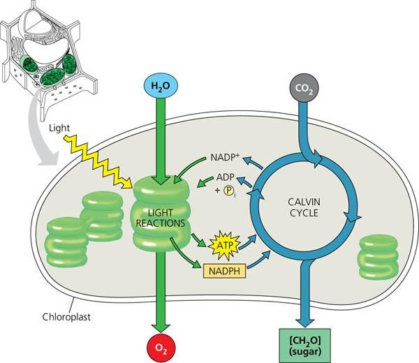 Light Reactions Diagram