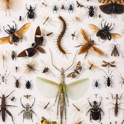 Kitchen and Residential Design: Evolution brings natural history to Soho