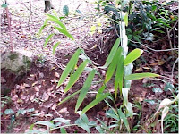 Herbal Medicine: BENGLE Zingiber purpureum Roxb.