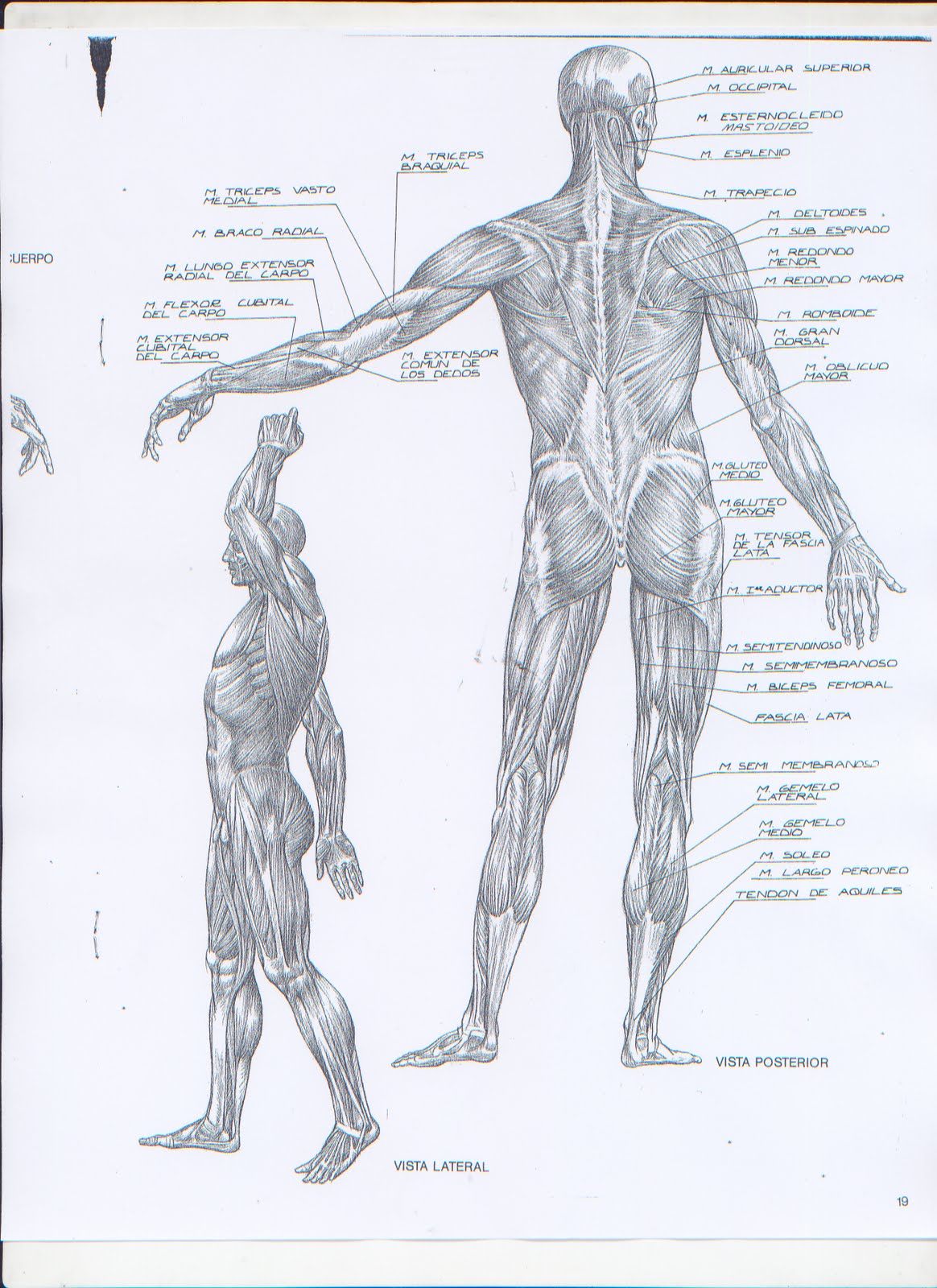 Tecnicas de dibujo: Figura Humana. Anatomia 2