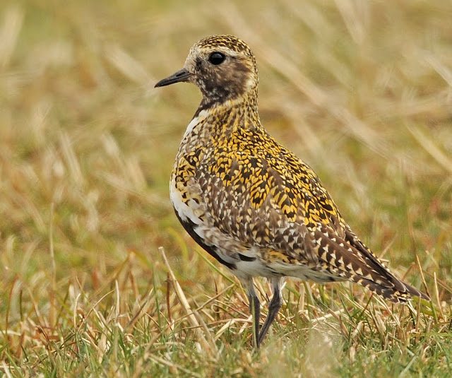Brian Rafferty...Wildlife Photographer: Pennine Plovers....Green and Golden