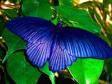 Blue Morpho Butterfly Habitat: Four growth stages of a Blue Morpho ...