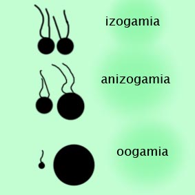 Zrozumieć otaczający świat...: Rozmnażanie eukariotów cz.2