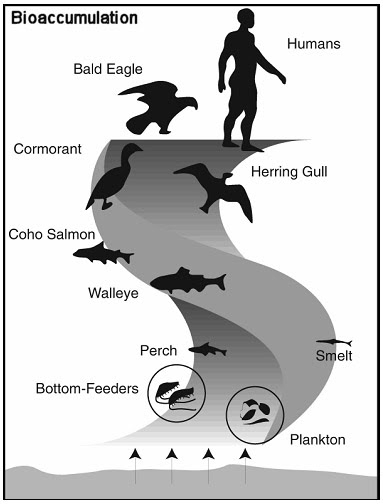 Diabetes Education and Research Center Philadelphia: Bioaccumulation of ...