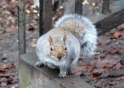where there are no chickadees: No one out-stares...angry squirrel!
