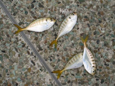 Woodland Jetty Fishing Hotspots: Razorbelly Scad Caught at Woodland Jetty
