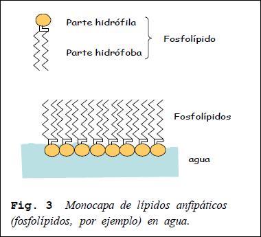 kennymedicina: ENTRADA 8 estructura de las membranas biológicas mosaico ...