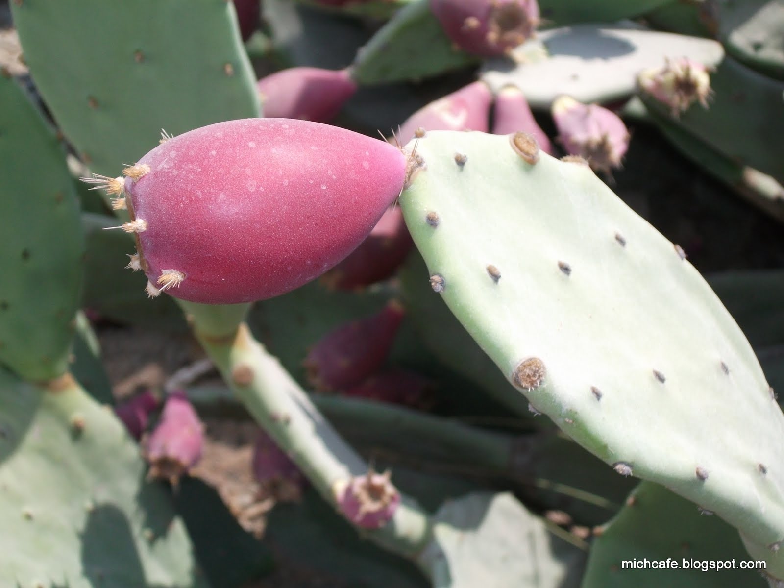 Mich Café: Cactus Oasis