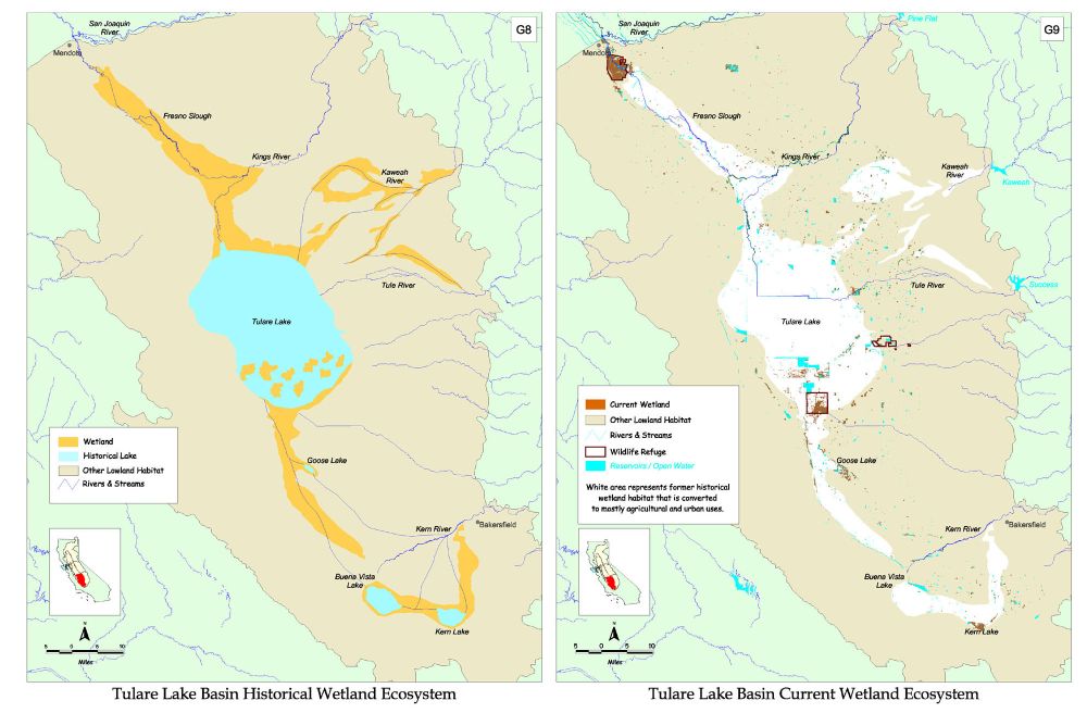Tiger Beetle from shore of remnant of Tulare Lake - Cicindela oregona ...
