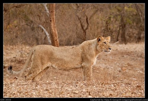 Asia Tours and Travel Information: Gir Wildlife Sanctuary and National Park