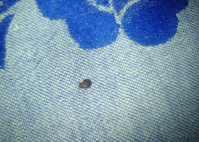 Floating Leaf: Khatmal - BedBugs - An unwelcomed guest