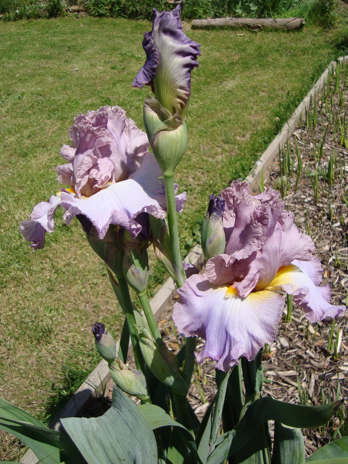 Ai My's Floral World: Iris (hoa Diên Vĩ)