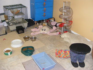 Ferrets in the North: Ferret Rooms - examples