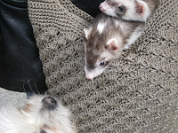 Ferrets in the North: Checkered Ferrets? Official Names for Ferret Patterns