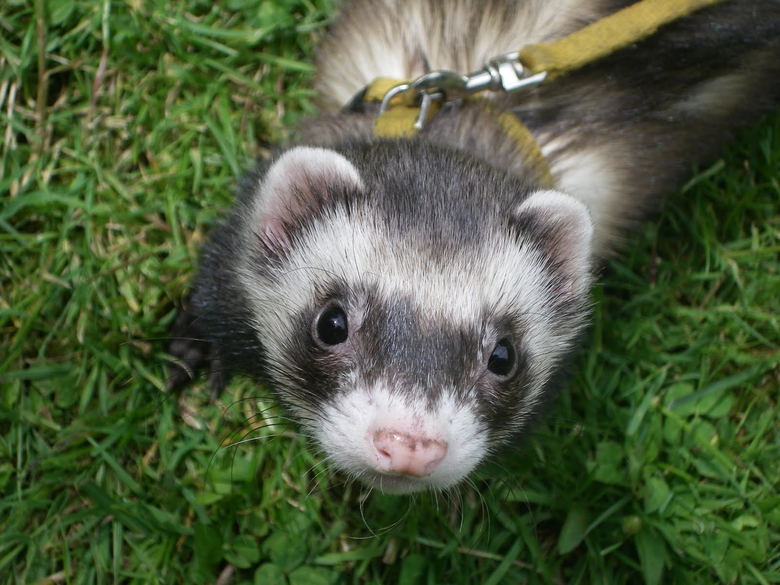 Ferrets in the North: Walk this way: Getting your ferret used to the ...