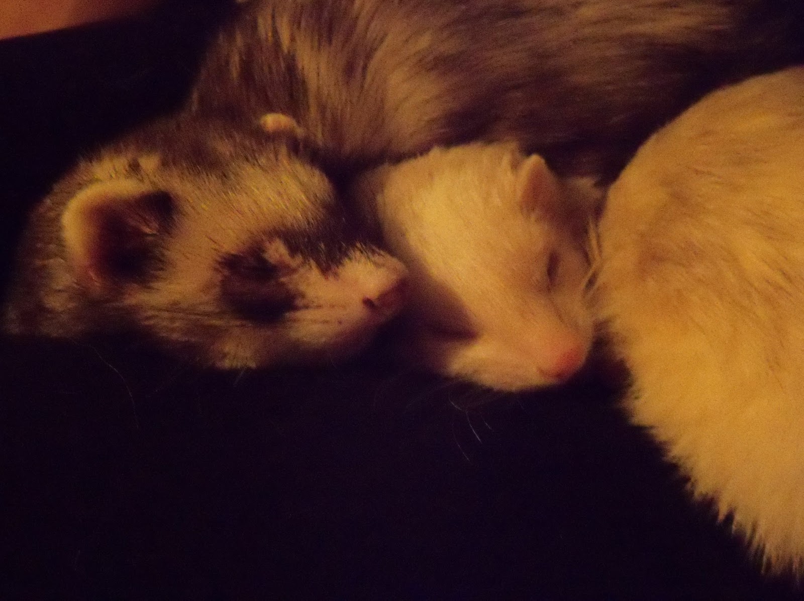 Ferrets in the North: Introducing new friends - tips for introductions