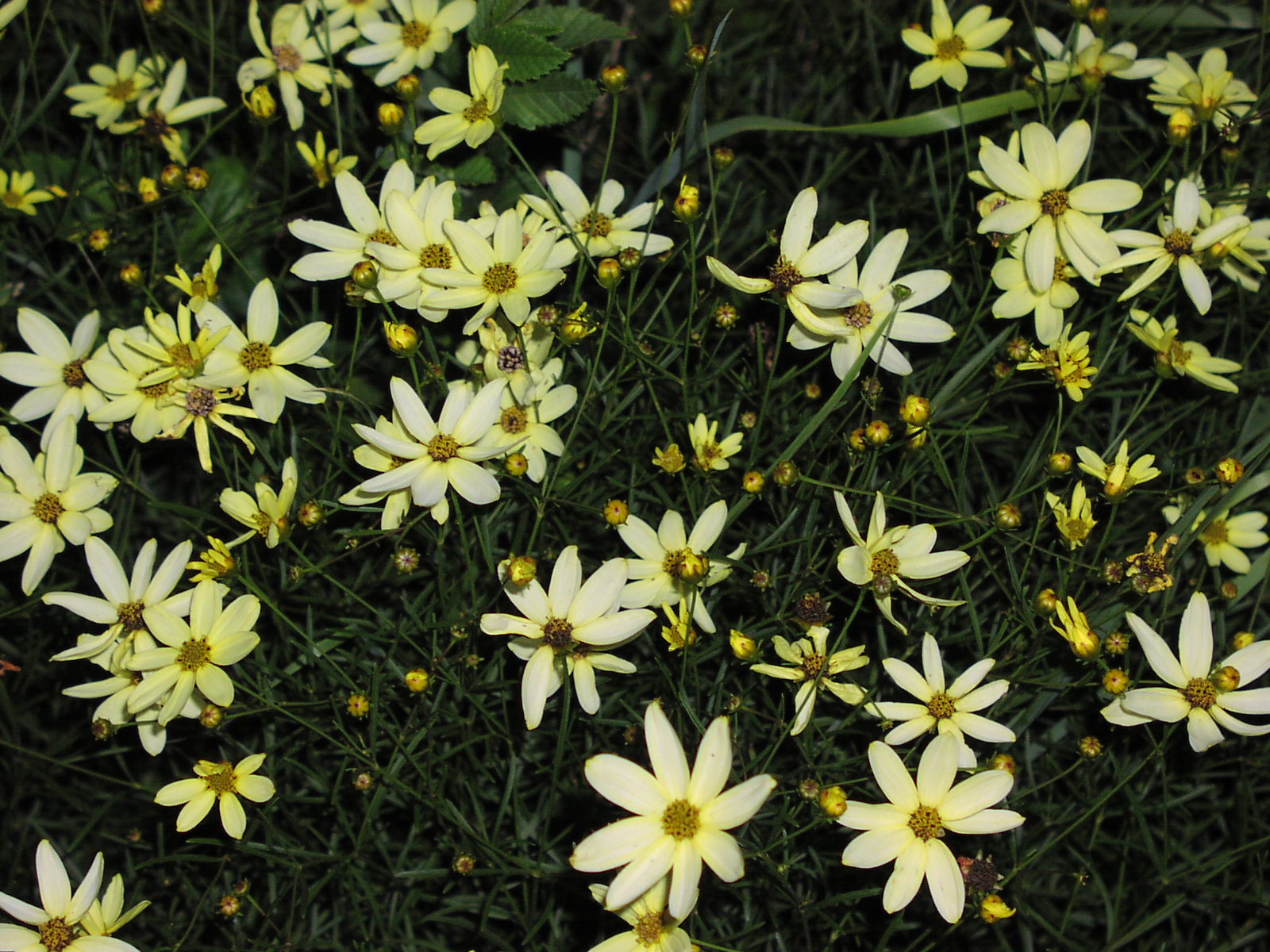 For the Love of Gardening: C is for Coreopsis
