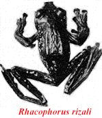 Learning is Fun: Rachophorus Rizali was named after who?