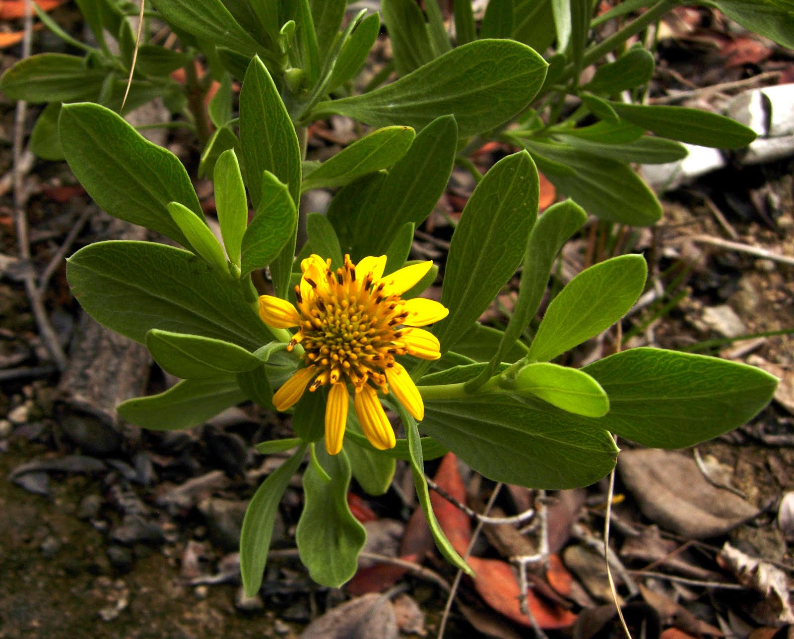 Atala News: May 2010