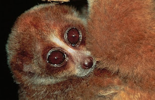 And I Think to Myself...What A Wonderful World.: Killer Cute: The Slow ...