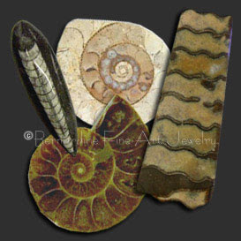Gem Stones: Ammonite Facts, Information and Description