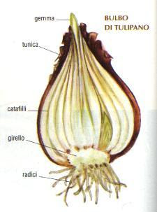 Biologismos: Tallos ( Bulbos)