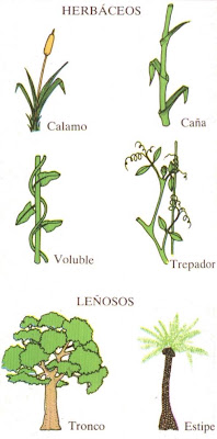 Conoblog: Tallos.