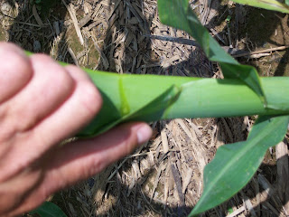 Heart of Ohio Ag News: Determining Corn Leaf Stages