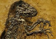 Unsolved Mysteries: "Missing link" Fossil Revealed!!!