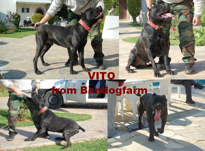 BANDOGFARM REGENCY MASTIFF FROM GREECE: VITO from Bandogfarm Kennel