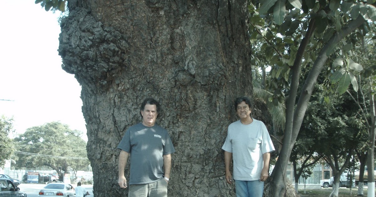 Tropical Exotic Hardwoods: Parota (Enterolobium cyclocarpum)