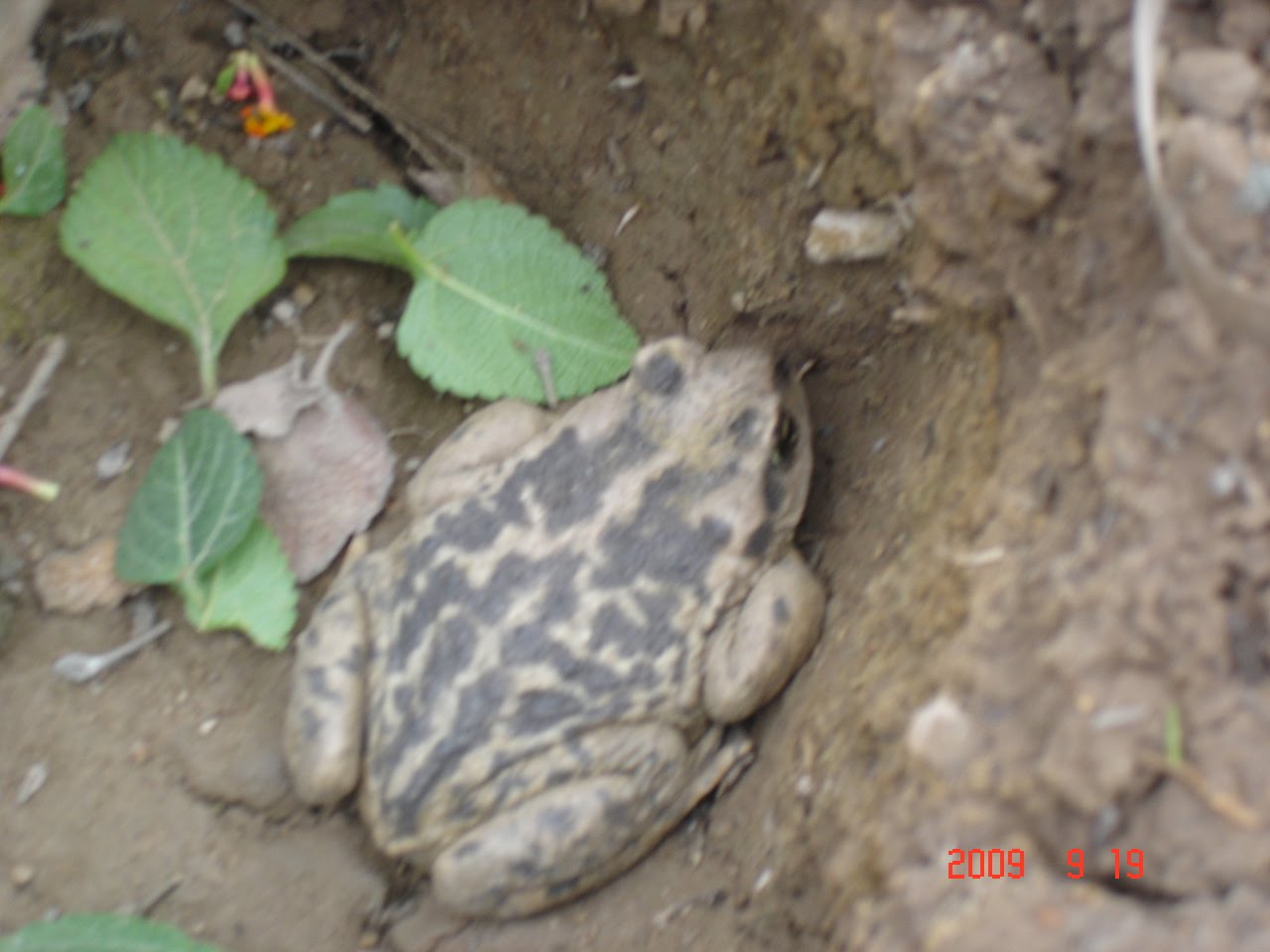 INVERSIONES PACHA: Batracio encontrado en Azpitia