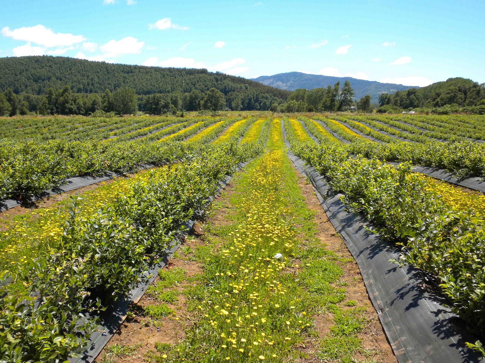 Jones Is Hungry: Chilean blueberries deliver a fresh taste of summer