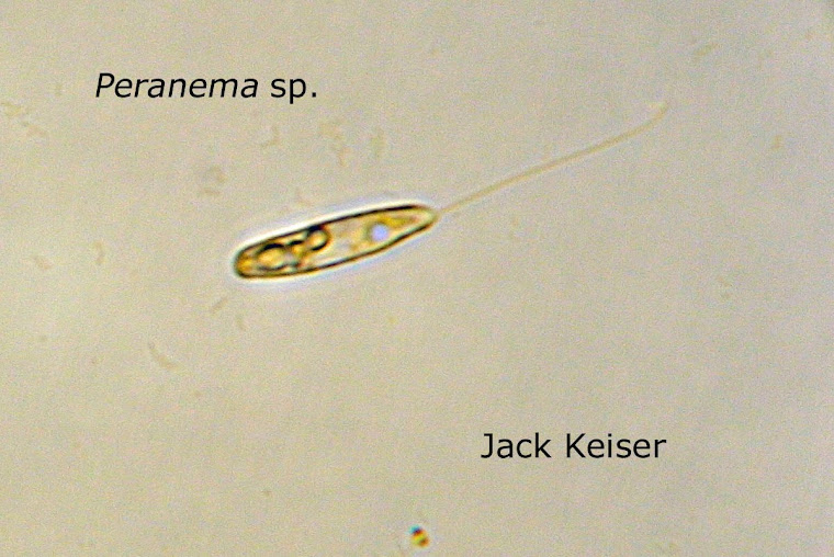 Jack's Botany Aquarium