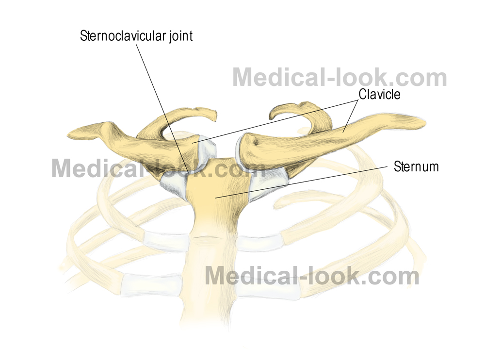 Joints of the Upper Limb ~ Anatomy for MSP