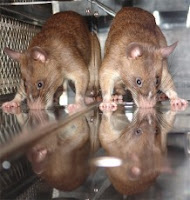 The Triple Bottom Line: Giant Sniffer Rats Detect Landmines and TB