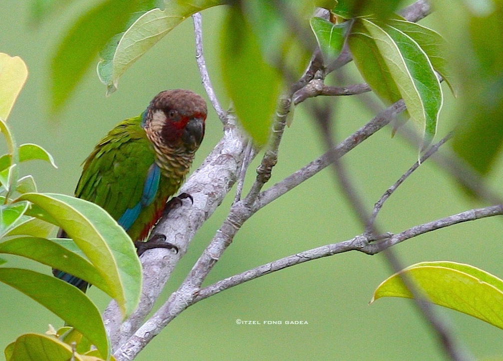 Azuero Parakeets Galore